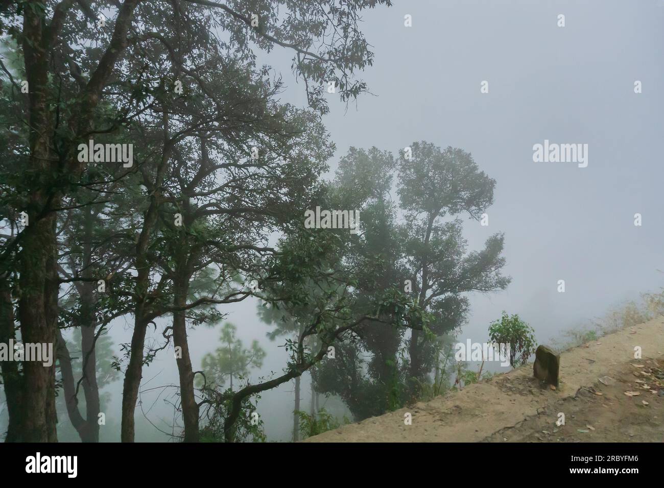 Trees beside valley filled with fog and mist. Beautiful monsoon on ...