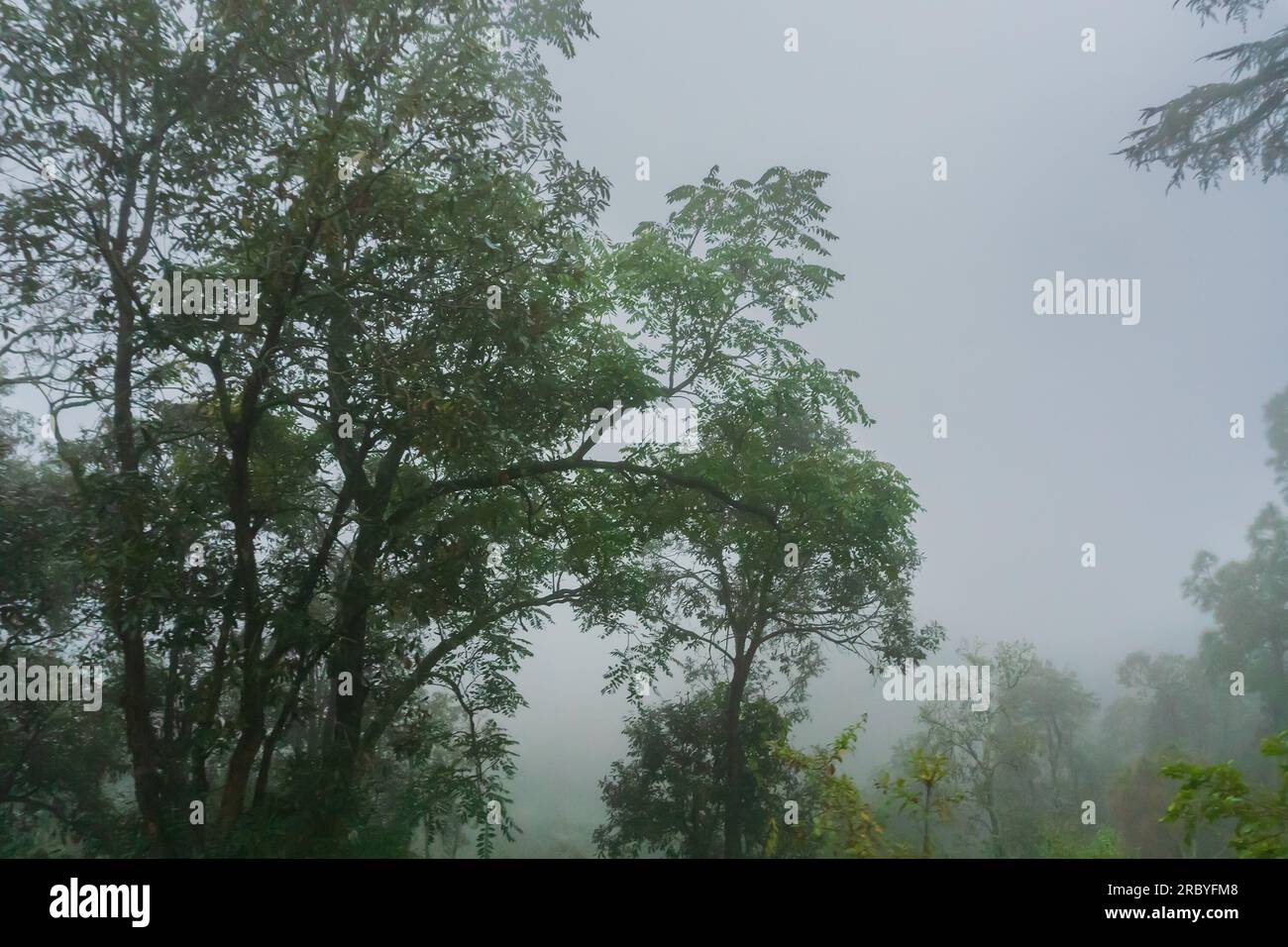 Trees beside valley filled with fog and mist. Beautiful monsoon on ...