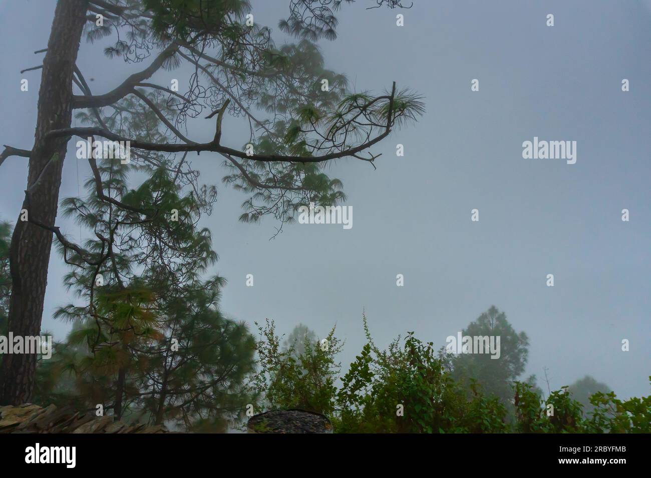 Trees beside valley filled with fog and mist. Beautiful monsoon on ...