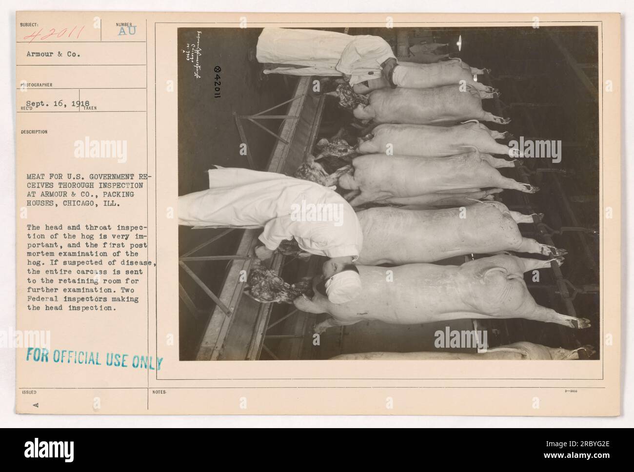 Two Federal inspectors conducting a thorough inspection of hog ...