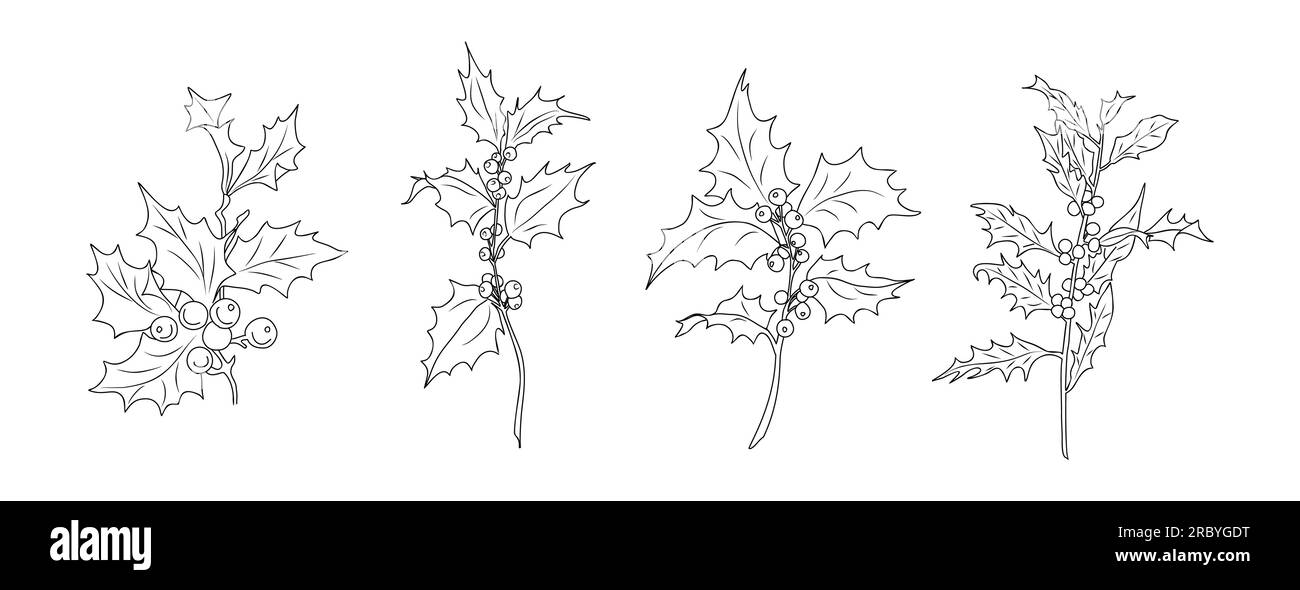 Set of holly line art drawings vector isolated Stock Vector Image & Art ...