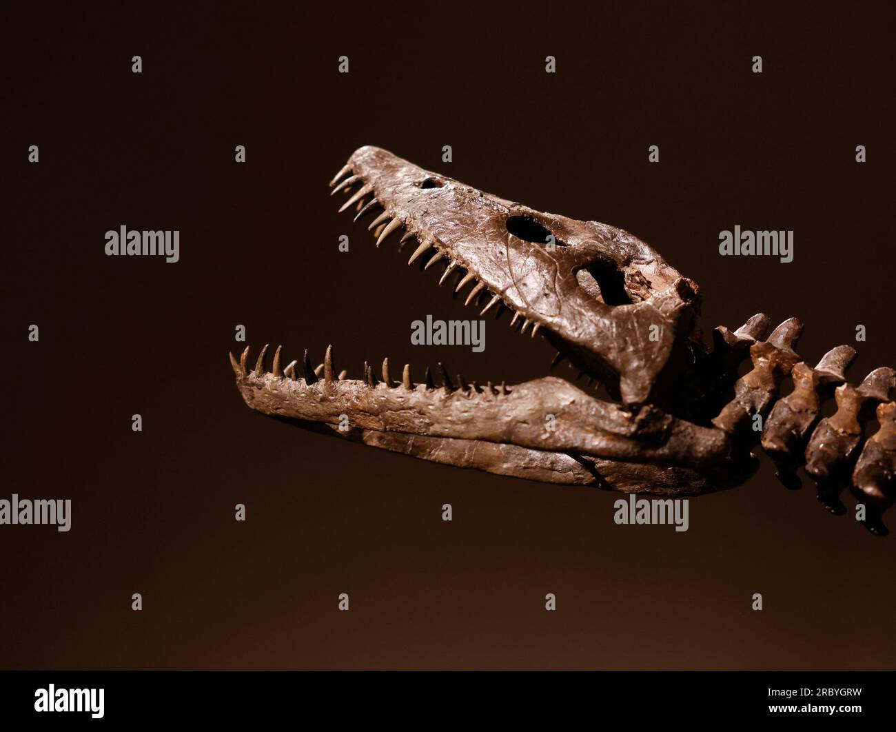 New York, United States. 11th July, 2023. The best-preserved Plesiosaur ...