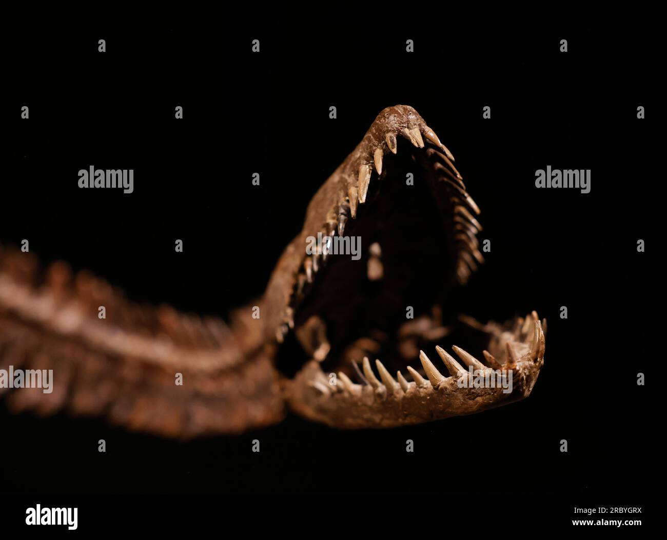 New York, United States. 11th July, 2023. The best-preserved Plesiosaur ...