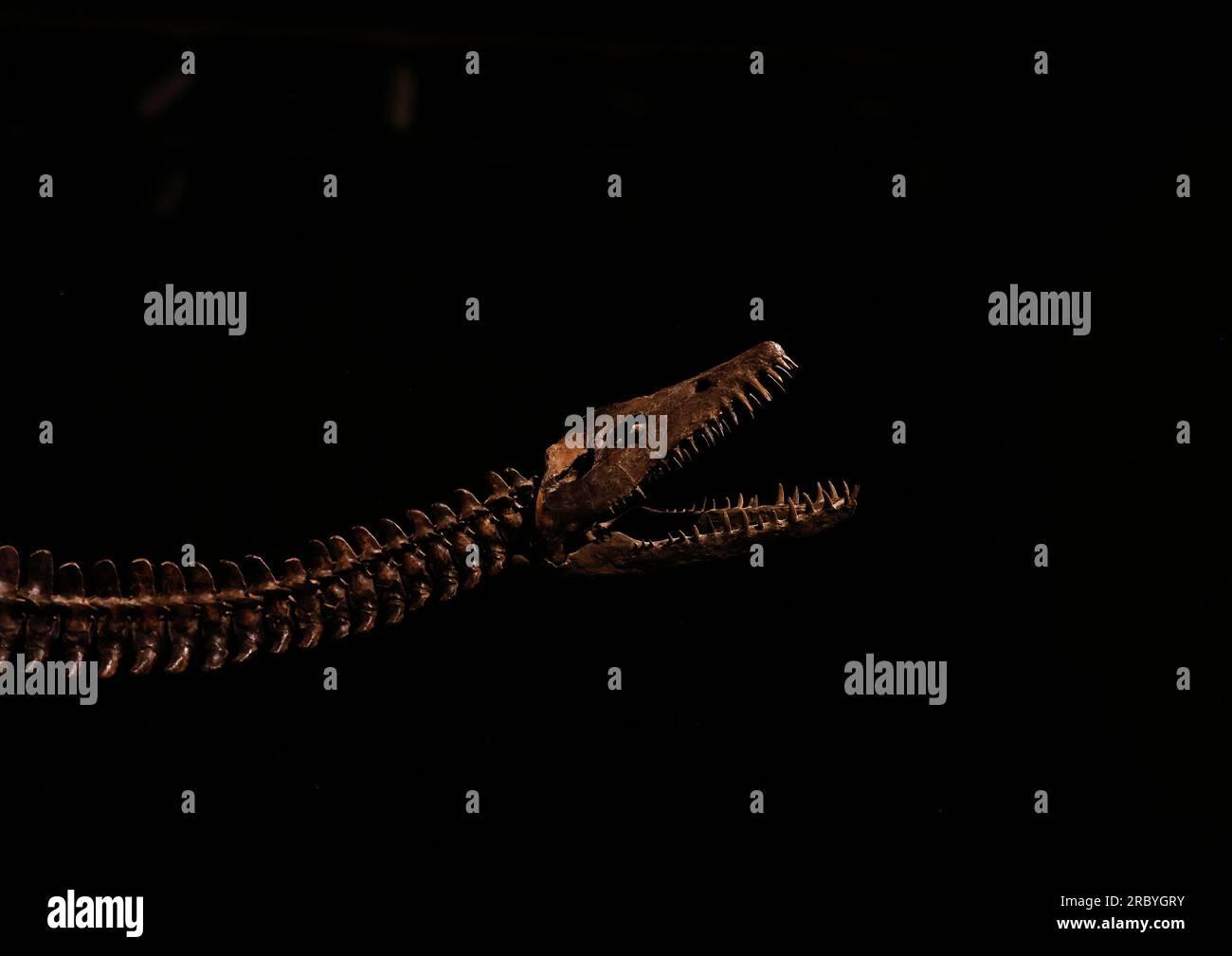 New York, United States. 11th July, 2023. The best-preserved Plesiosaur ...