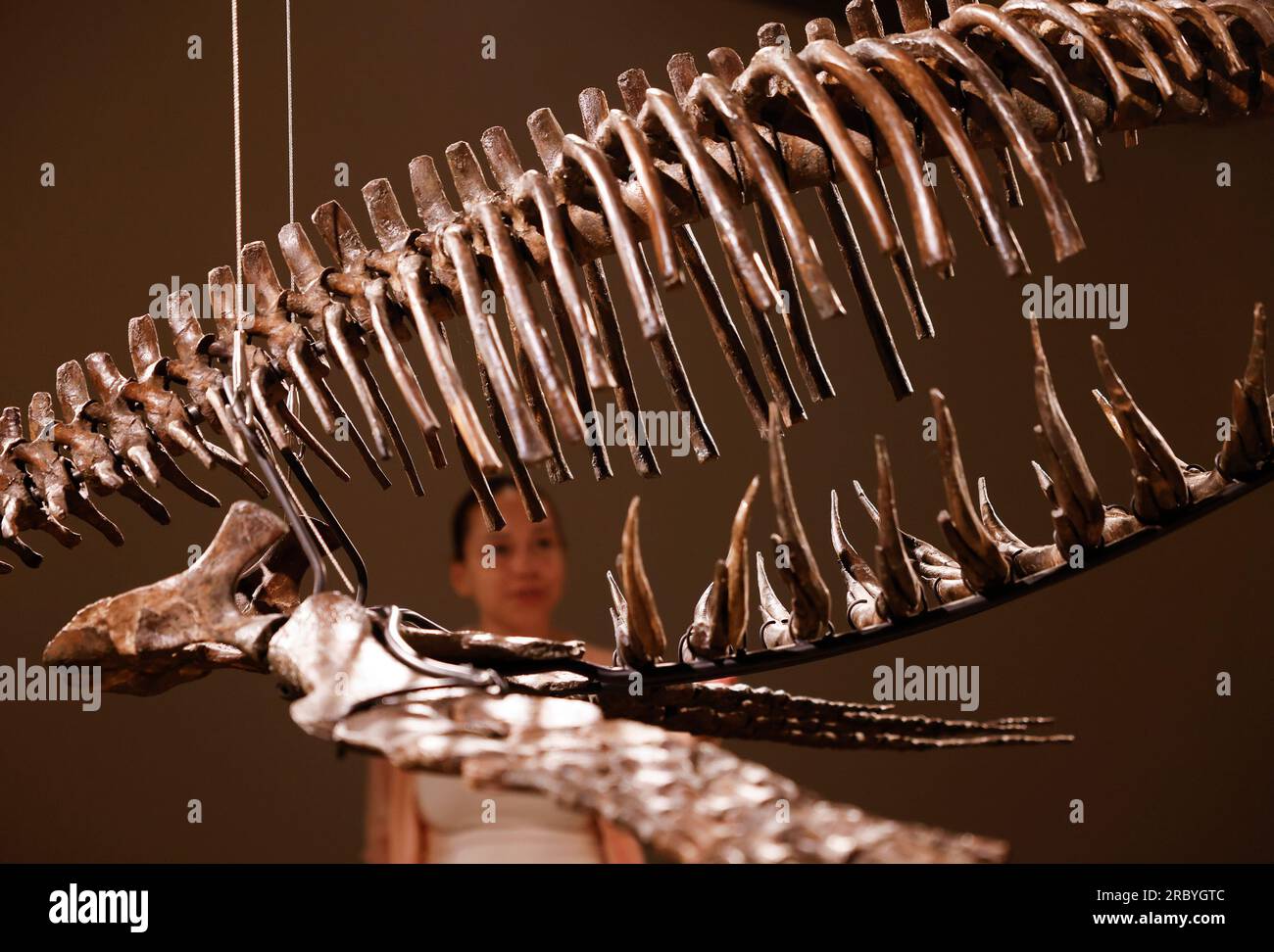 New York, United States. 11th July, 2023. The best-preserved Plesiosaur ...