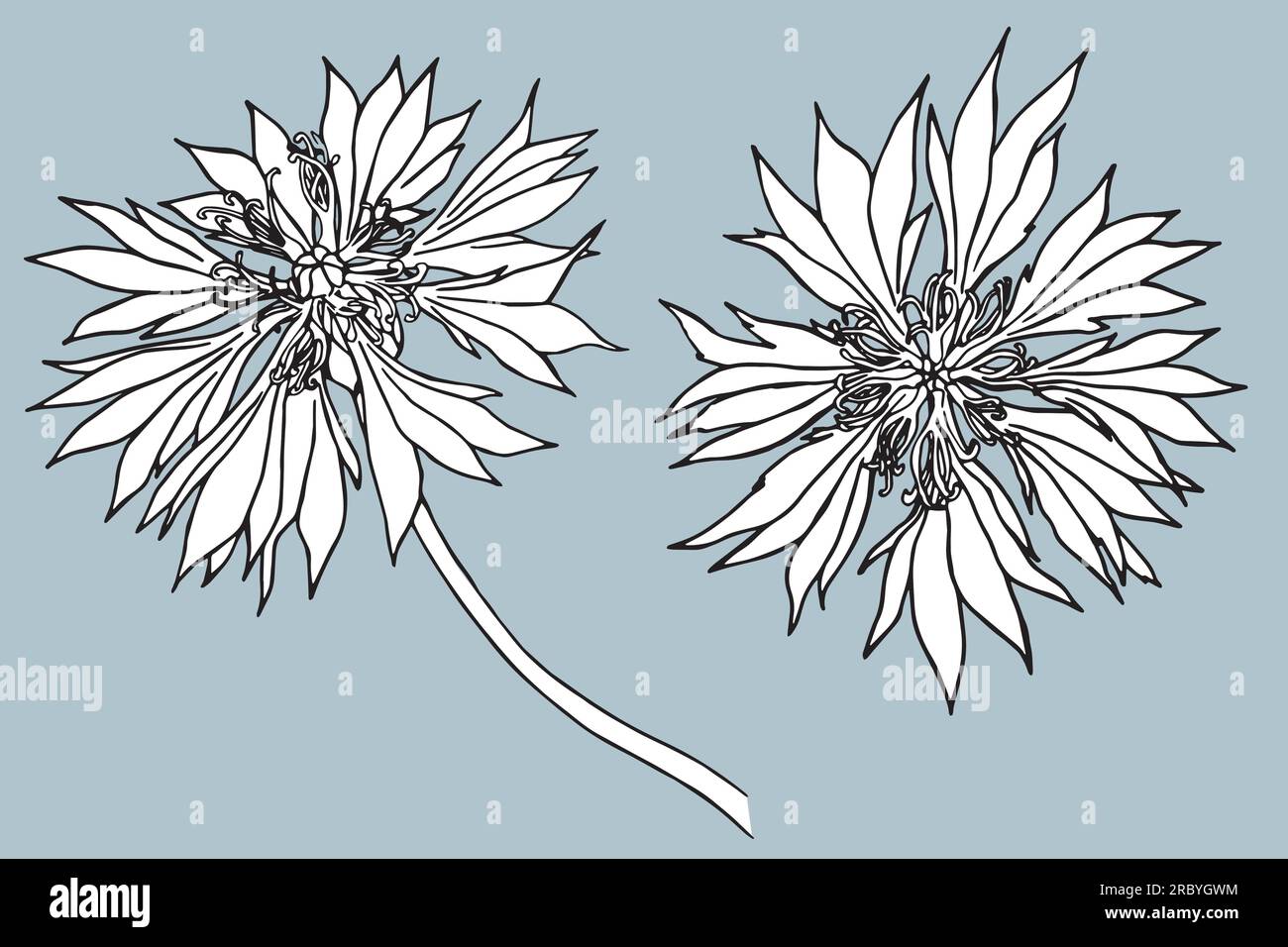 Set of vector hand drawn Cornflower illustration , knapweed isolated on ...
