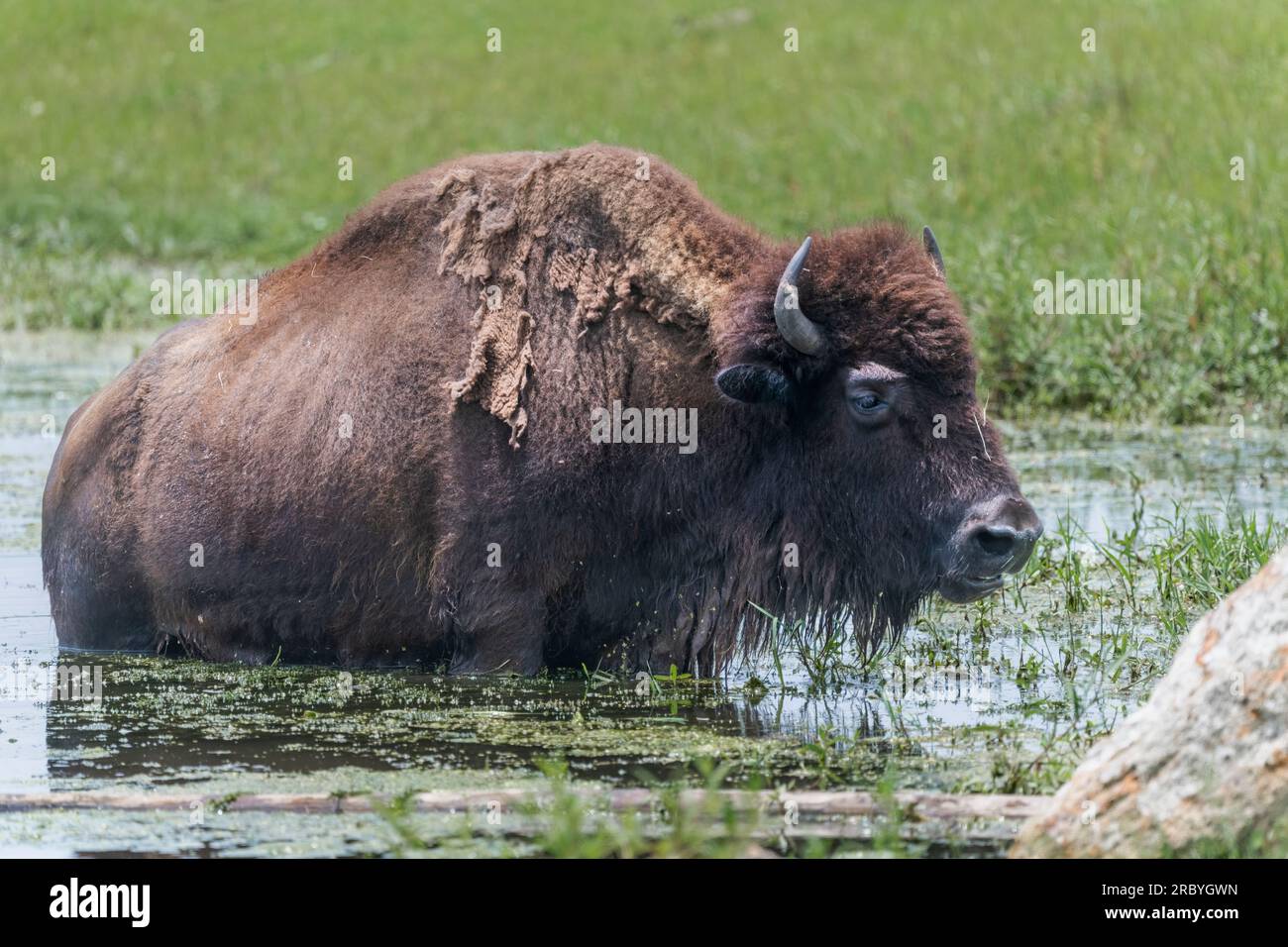 American buffalo bison bovine wallowing in the grass Stock Photo - Alamy