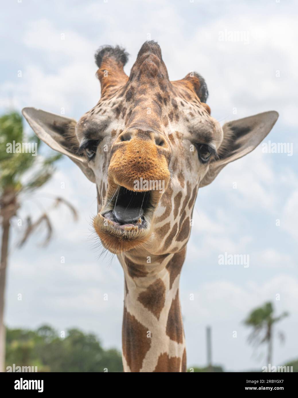 Giraffe head up close Giraffa looking directly into camera and chewing ...