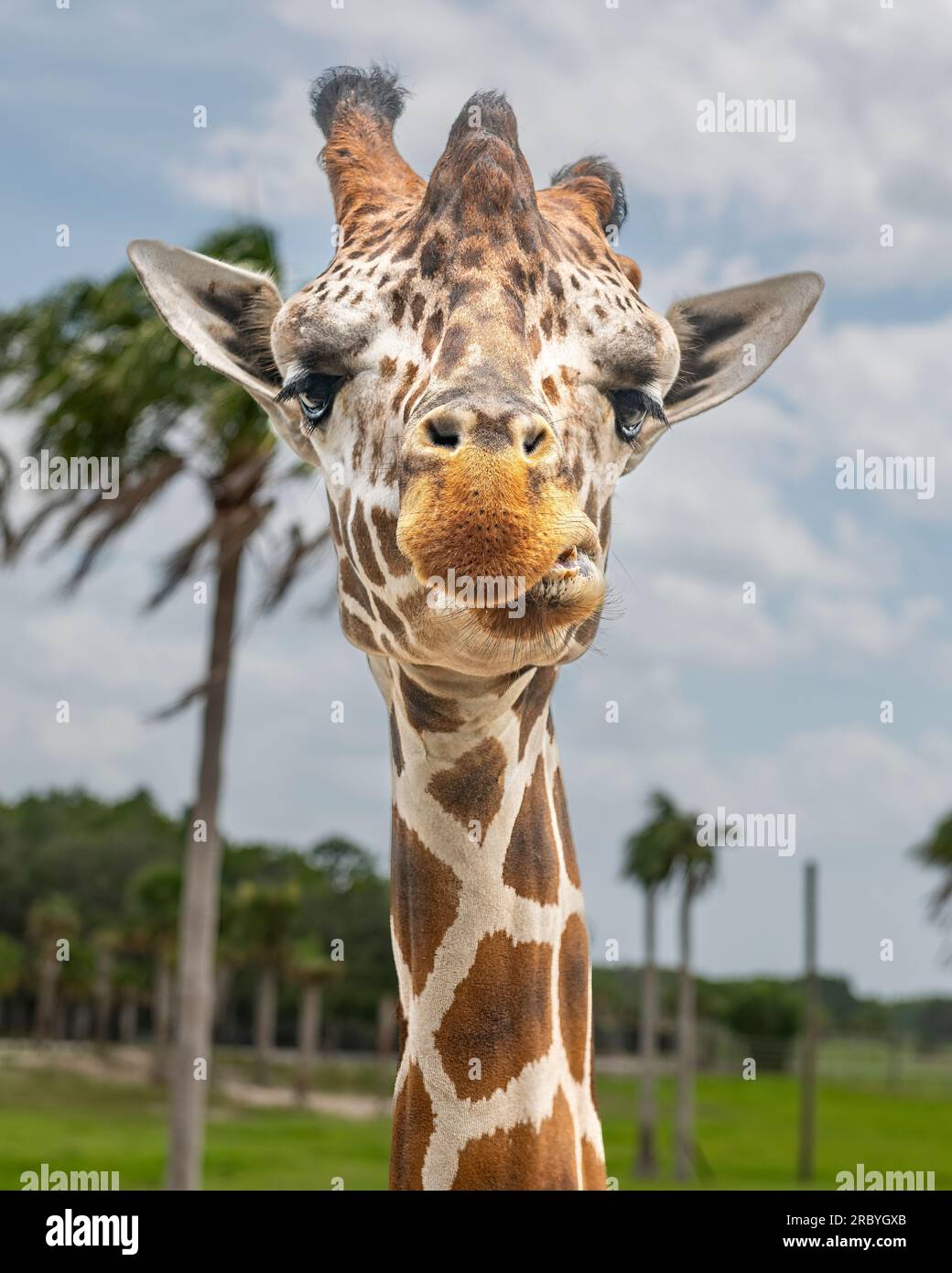 Camera posterior hi-res stock photography and images - Alamy