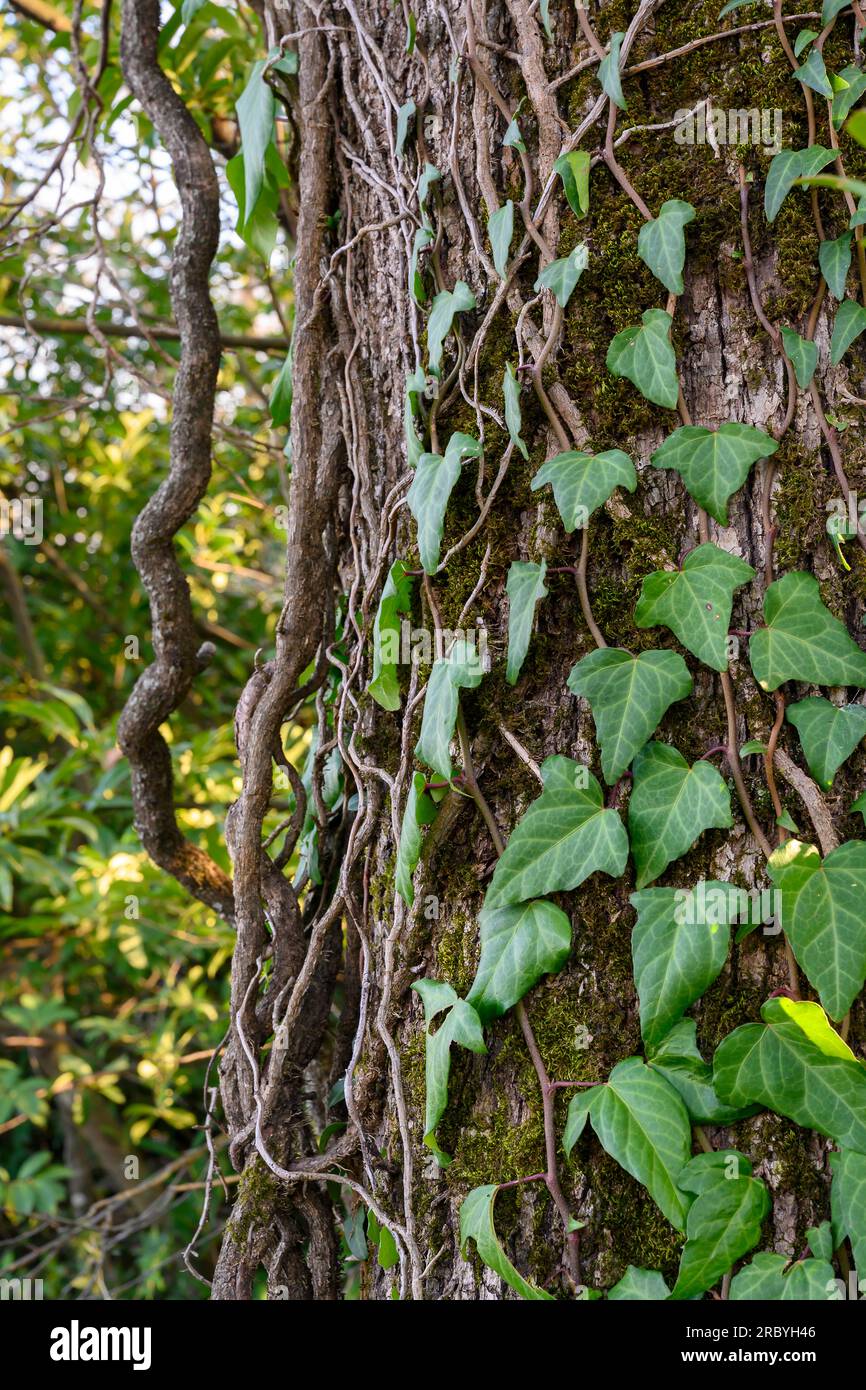 The trunk of an old tree entwined with ivy in a tropical forest Stock ...