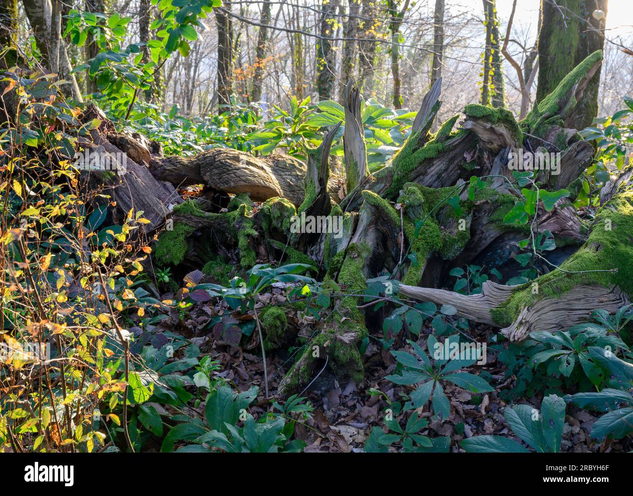 Old snag hi-res stock photography and images - Alamy