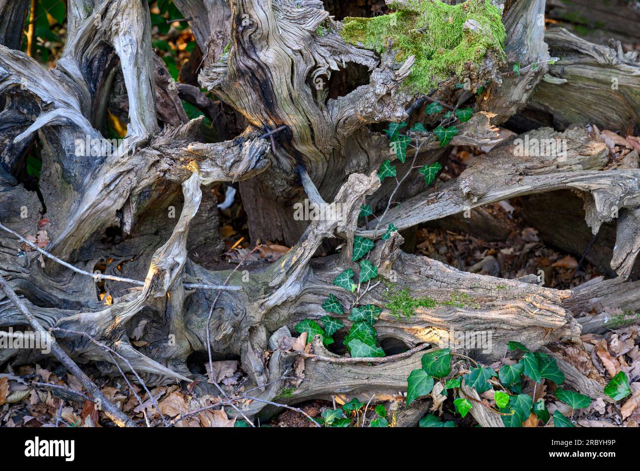 Old snag hi-res stock photography and images - Alamy