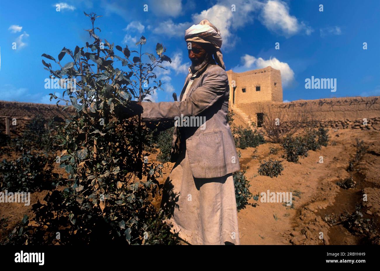 Asia Yemen qat plantation Stock Photo - Alamy
