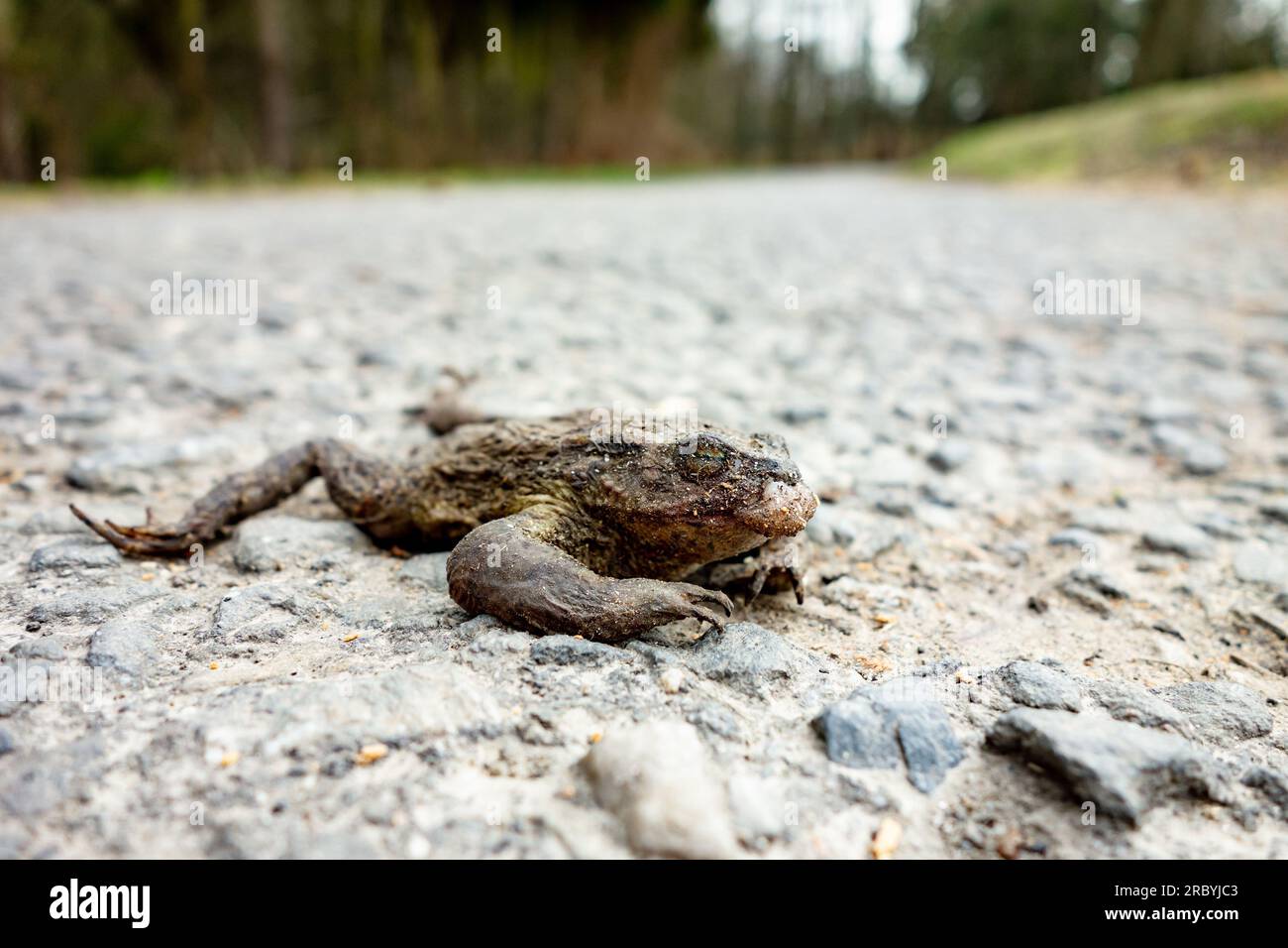 Dead frog killed by a vehicle on a asphalt road where there is no way ...