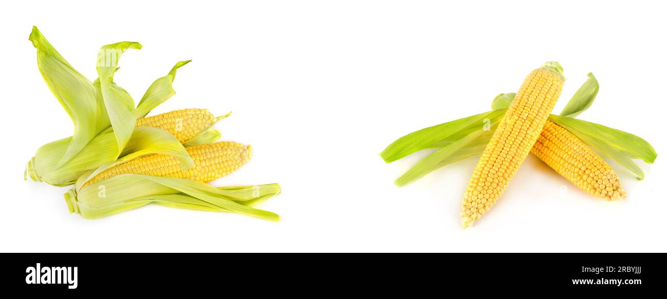 Corn cobs isolated on white background. Collage. Free space for text ...