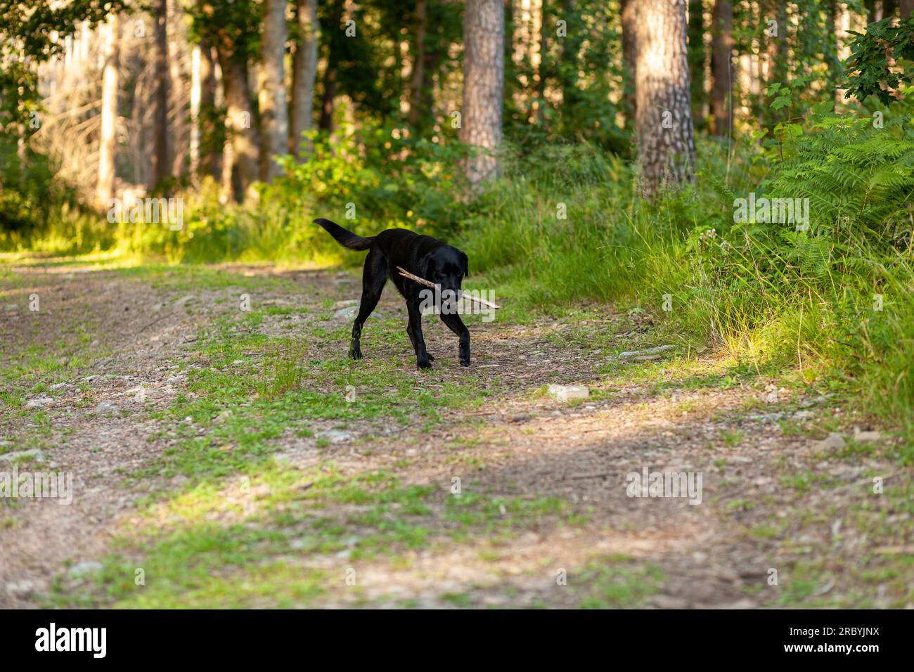 Golden retriever isolated in focus hi-res stock photography and images ...