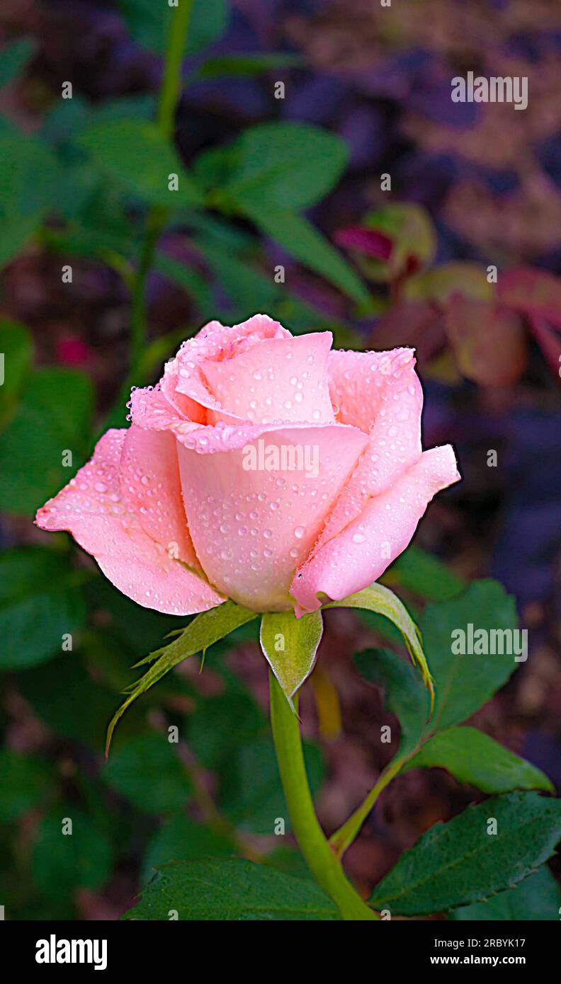 Ethereal pink rose petals hi-res stock photography and images - Alamy