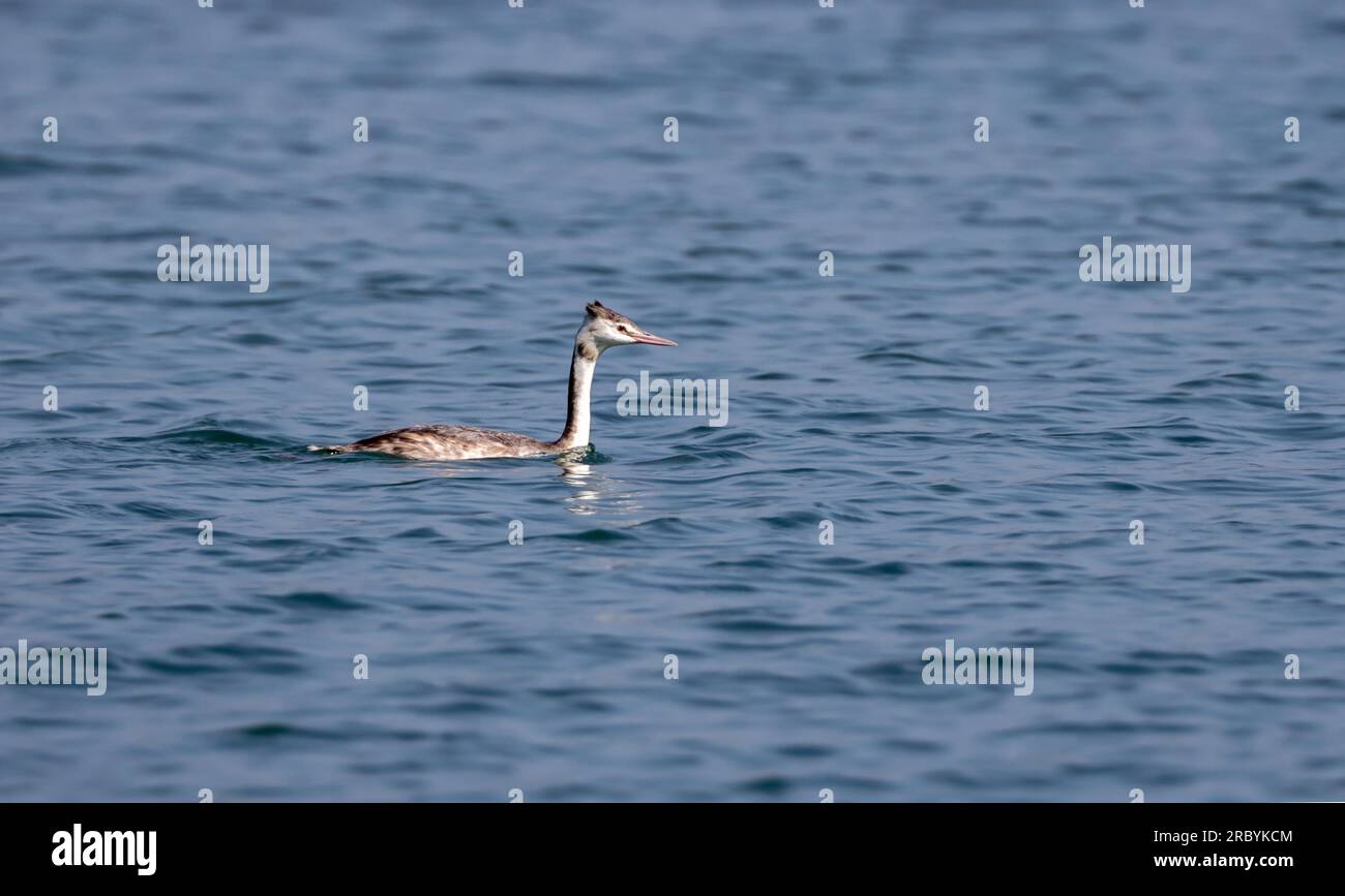 great crested Grebe is a medium to large aquatic bird, and is the ...