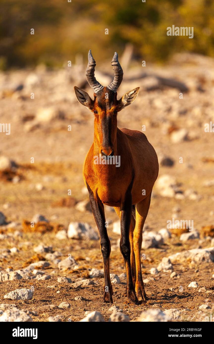 Red hartbeest at Goas waterhole, Etosha National Park, Namibia Stock ...