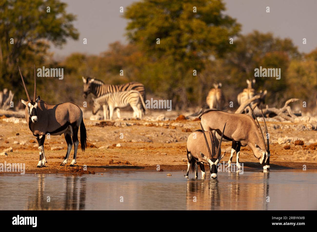 Zebras and Orix gazelle at Goas waterhole, Etosha National Park ...