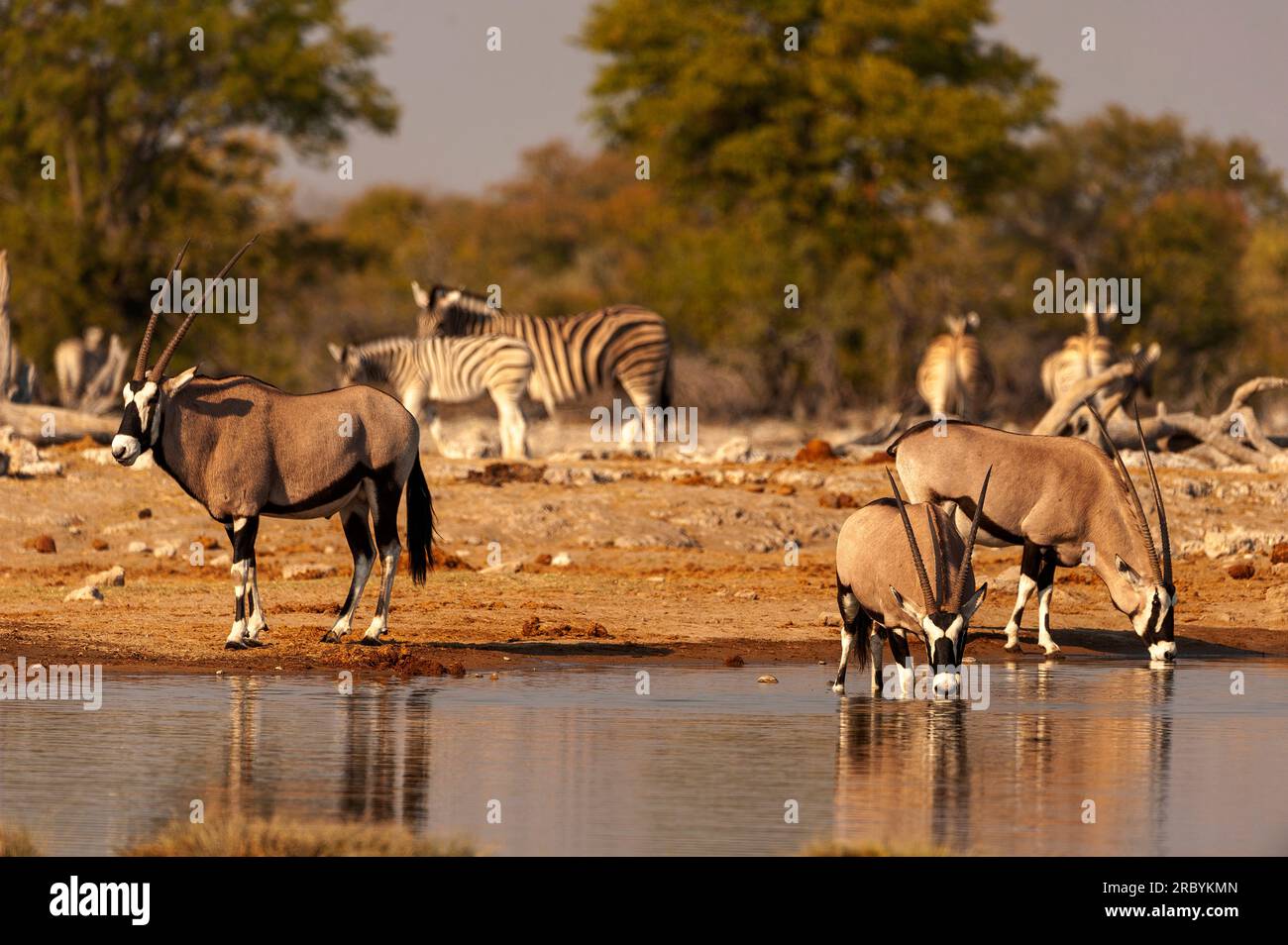 Orix gazelle hi-res stock photography and images - Alamy