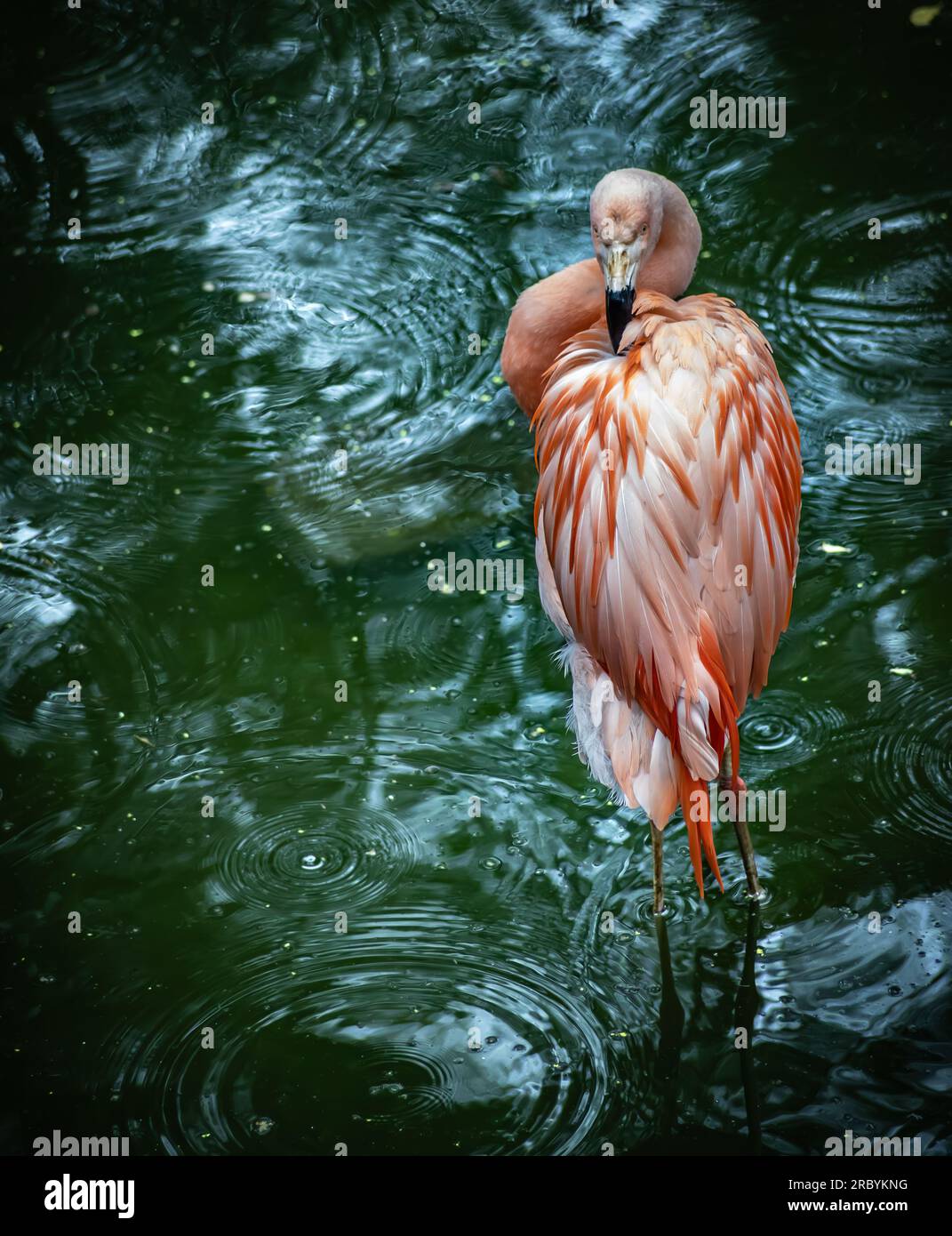 Flamingo bird icon cartoon hi-res stock photography and images - Alamy