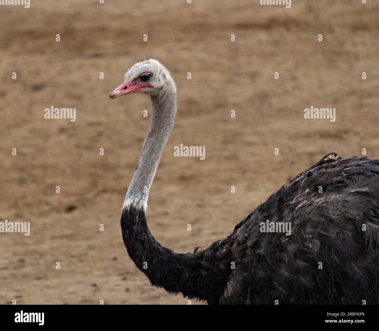 Flightless bird drawing vector hi-res stock photography and images - Alamy