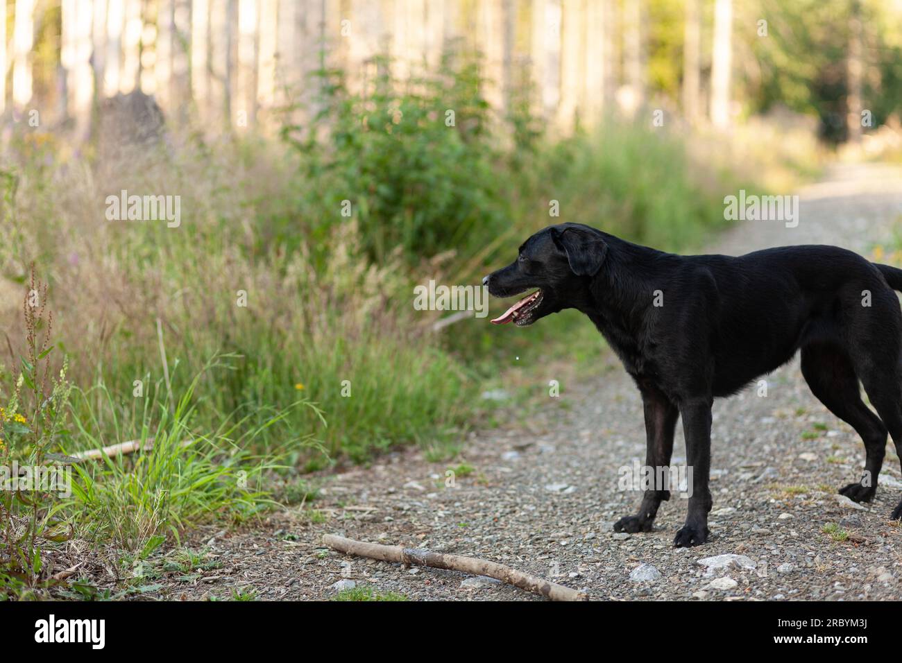 Black Labrador retriever dog on a path in the forest in summer Stock ...