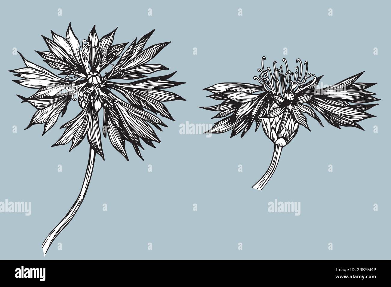 Set of vector hand drawn Cornflower illustration , knapweed isolated on ...