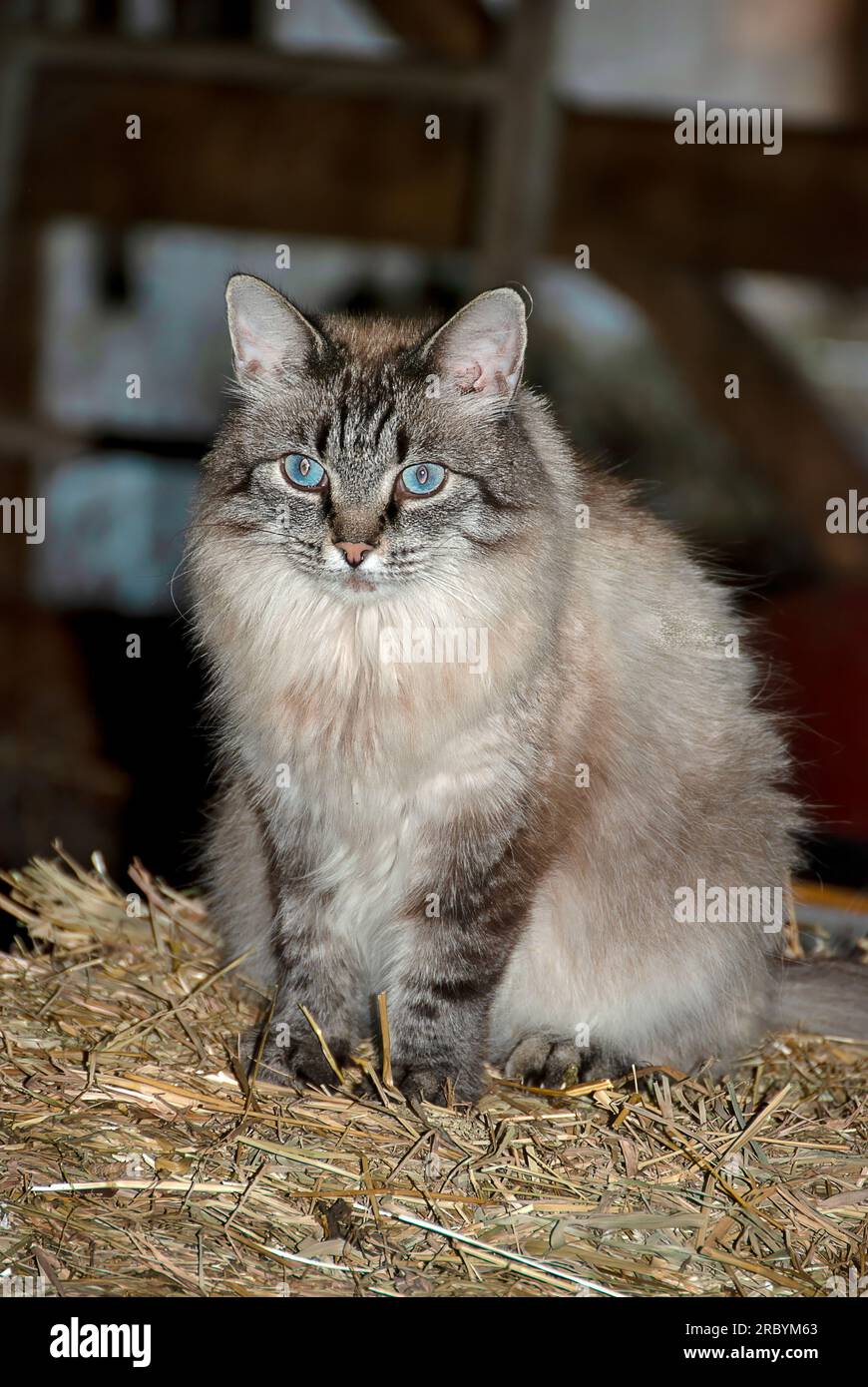 Fluffy gray barn cat with blue eyes sitting on a hay bale Stock Photo ...