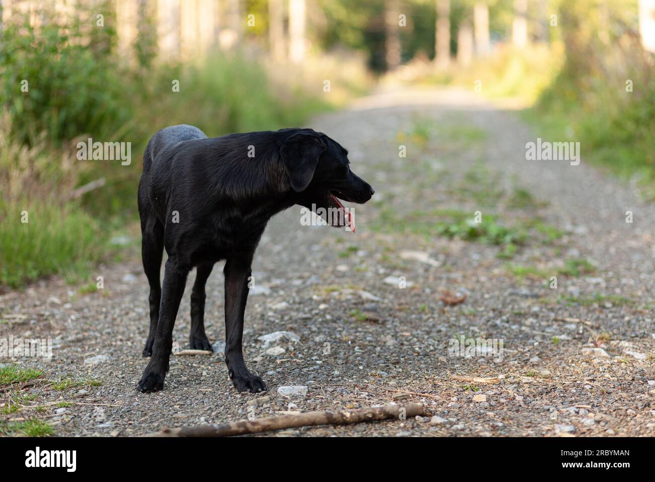 Black labrador in forest hi-res stock photography and images - Alamy