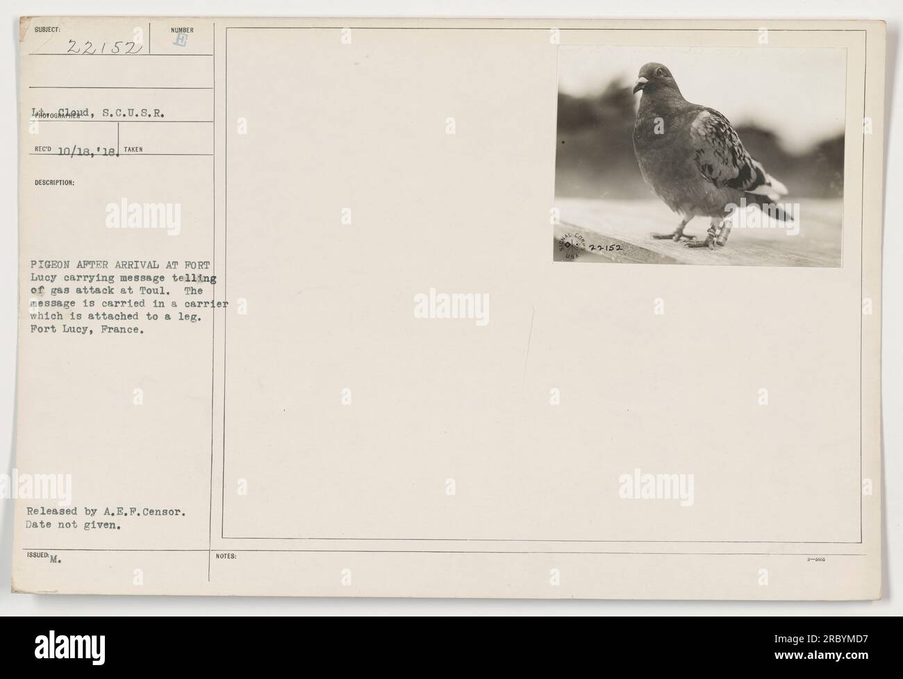 A pigeon equipped with a message carrier attached to its leg, arrived ...