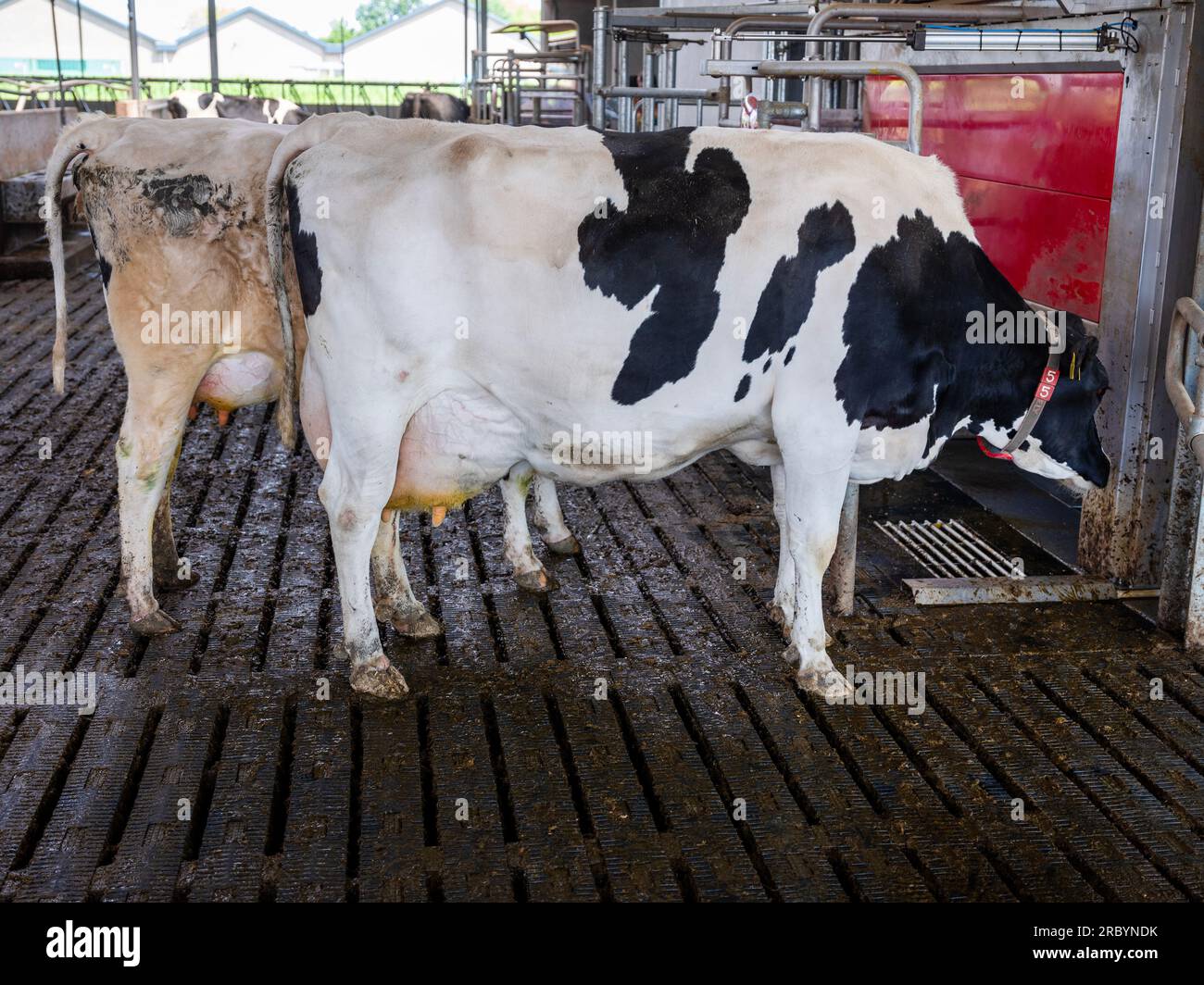 cow waits for her turn at milking robot Stock Photo - Alamy