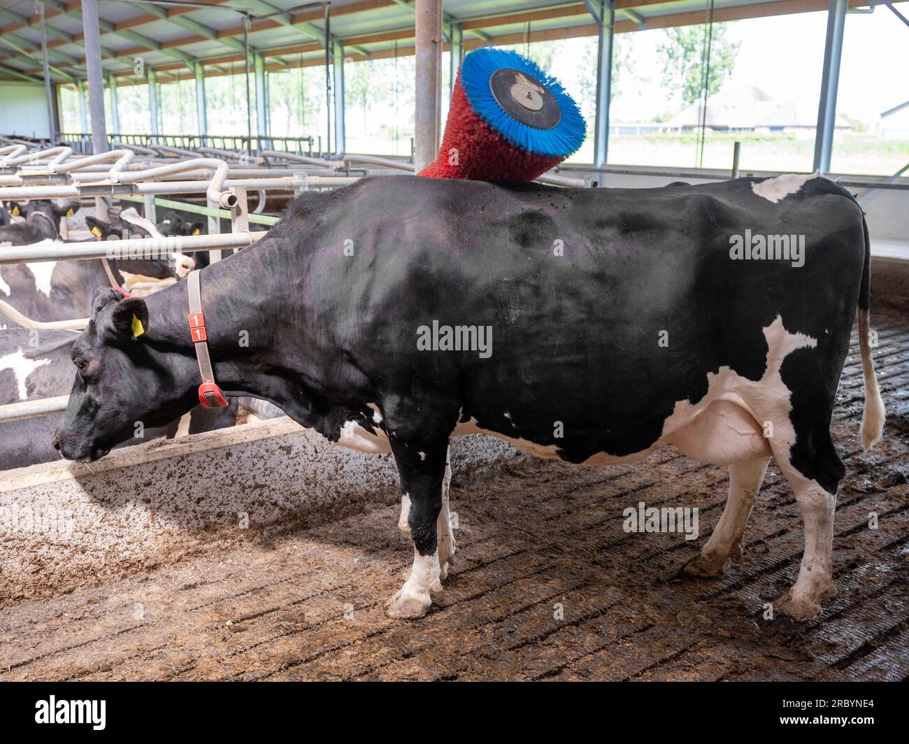 black and white spotted cow uses brush to get rid of scratch on dutch ...