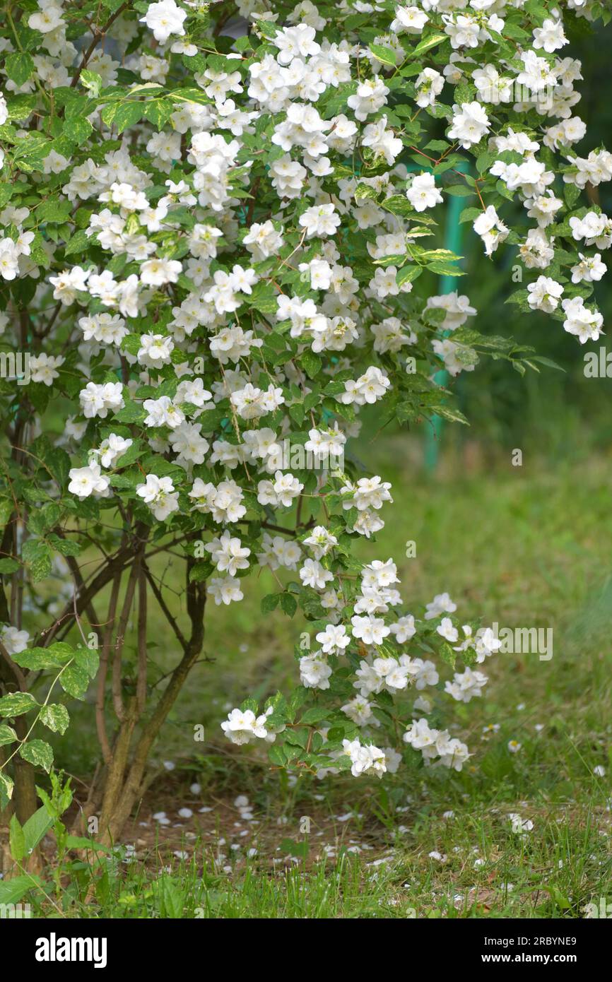 Flowering jasmine bushes in summer Stock Photo - Alamy