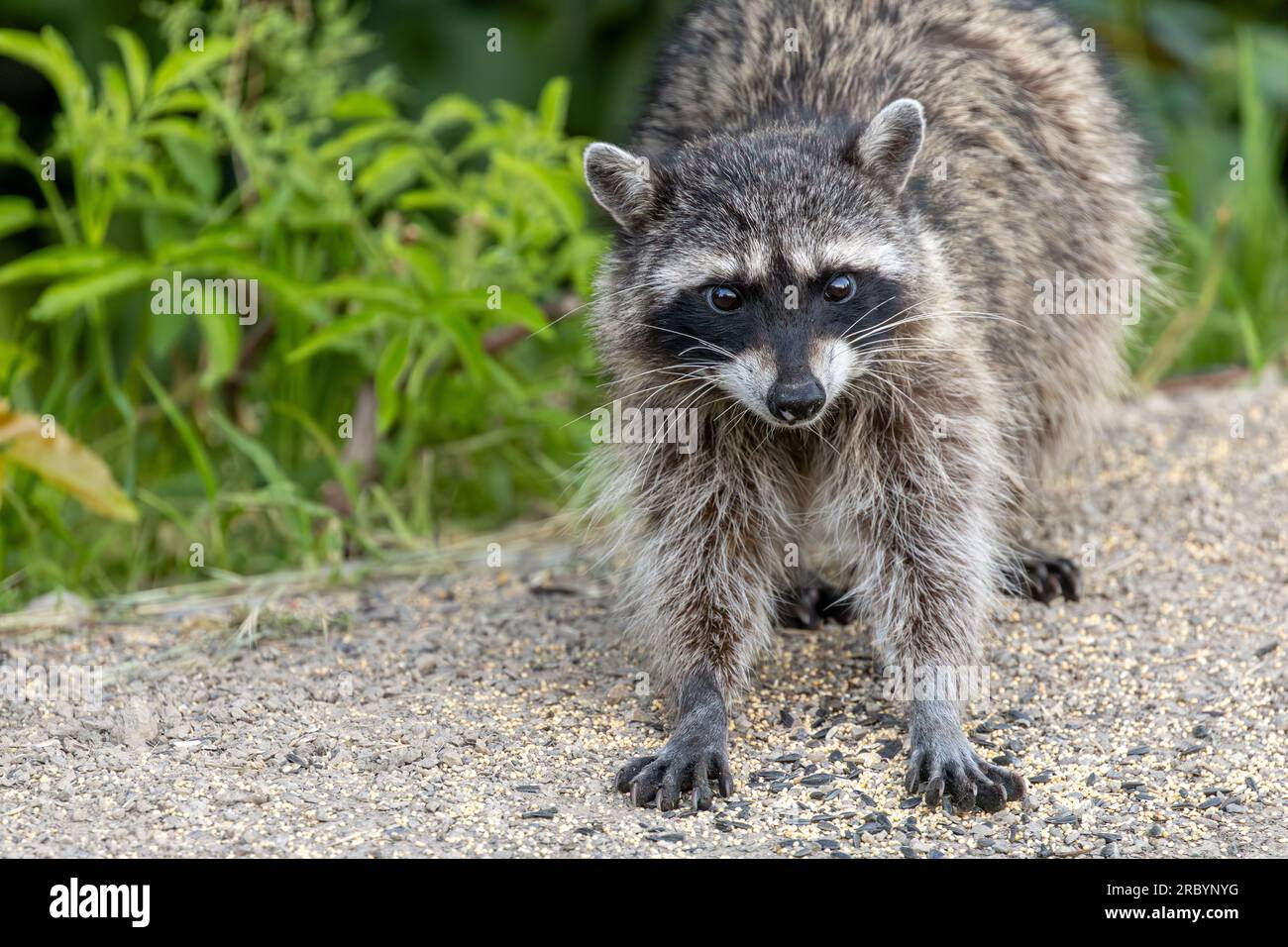 Cute and highly intelligent animals hi-res stock photography and images ...