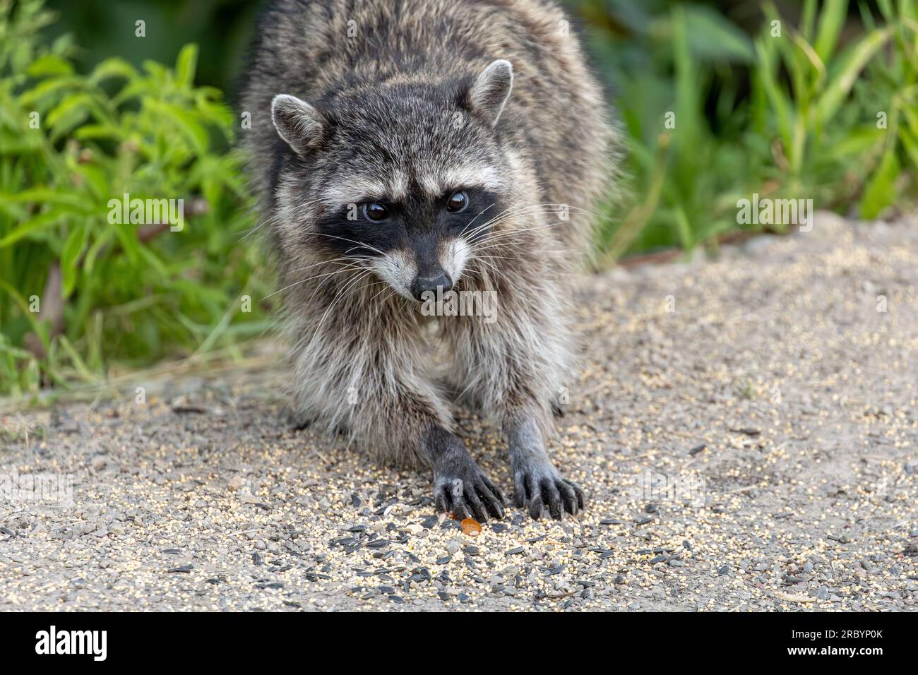 A Raccoon (Procyon lotor) in a backyard garden forages for leftover ...
