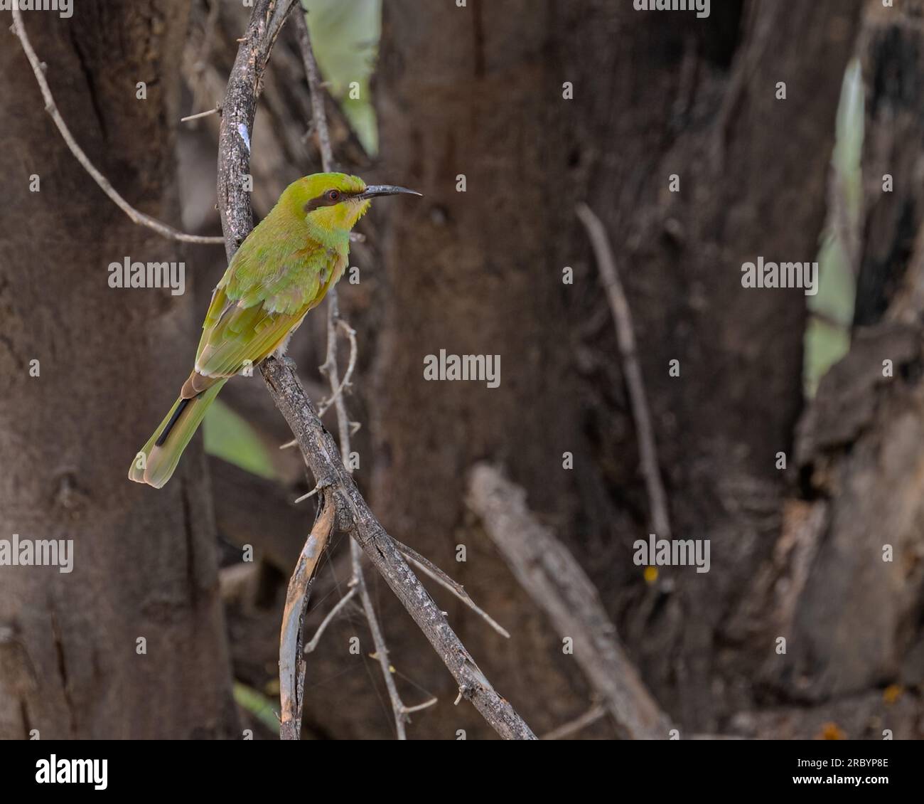Bee eater flock hi-res stock photography and images - Alamy