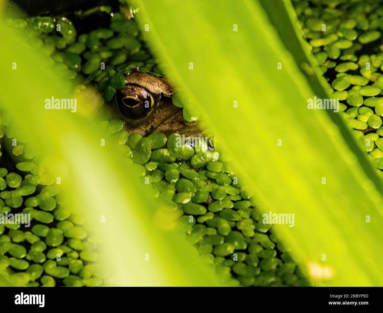Toad peeking out from the pond weed Stock Photo - Alamy