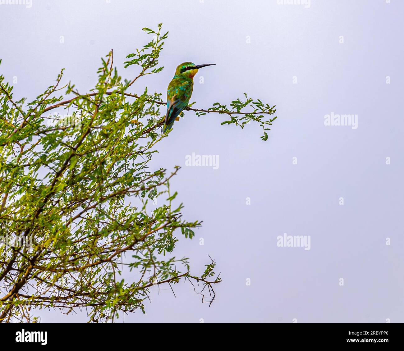 A juvenile of blue tailed eater on a tree Stock Photo - Alamy