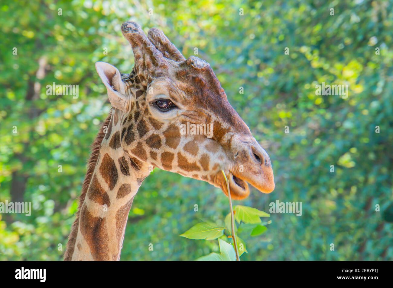A giraffe profile portrait reaching for leaves with an outstretched ...