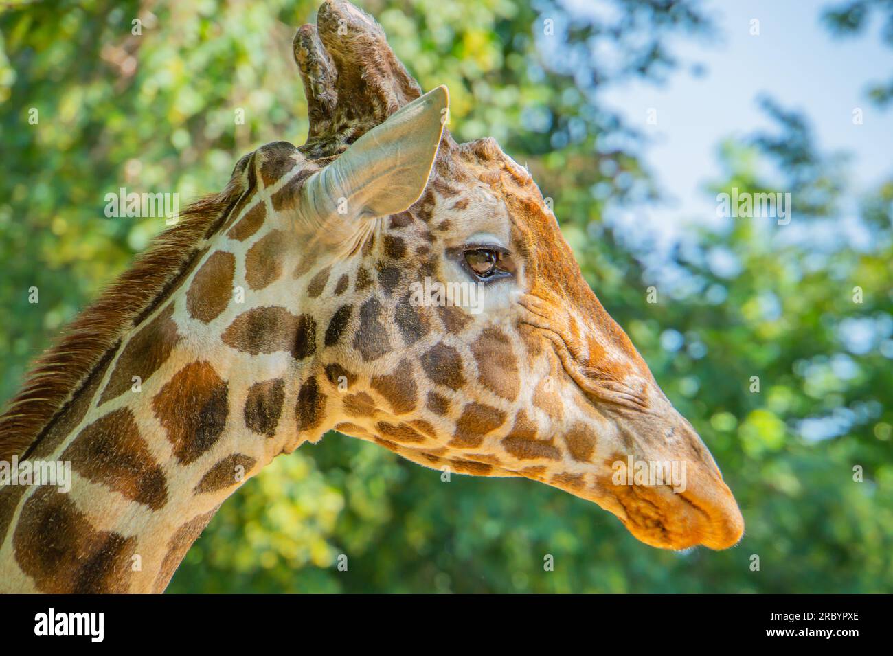 Giraffe head portrait in profile. In the background is a meadow with ...