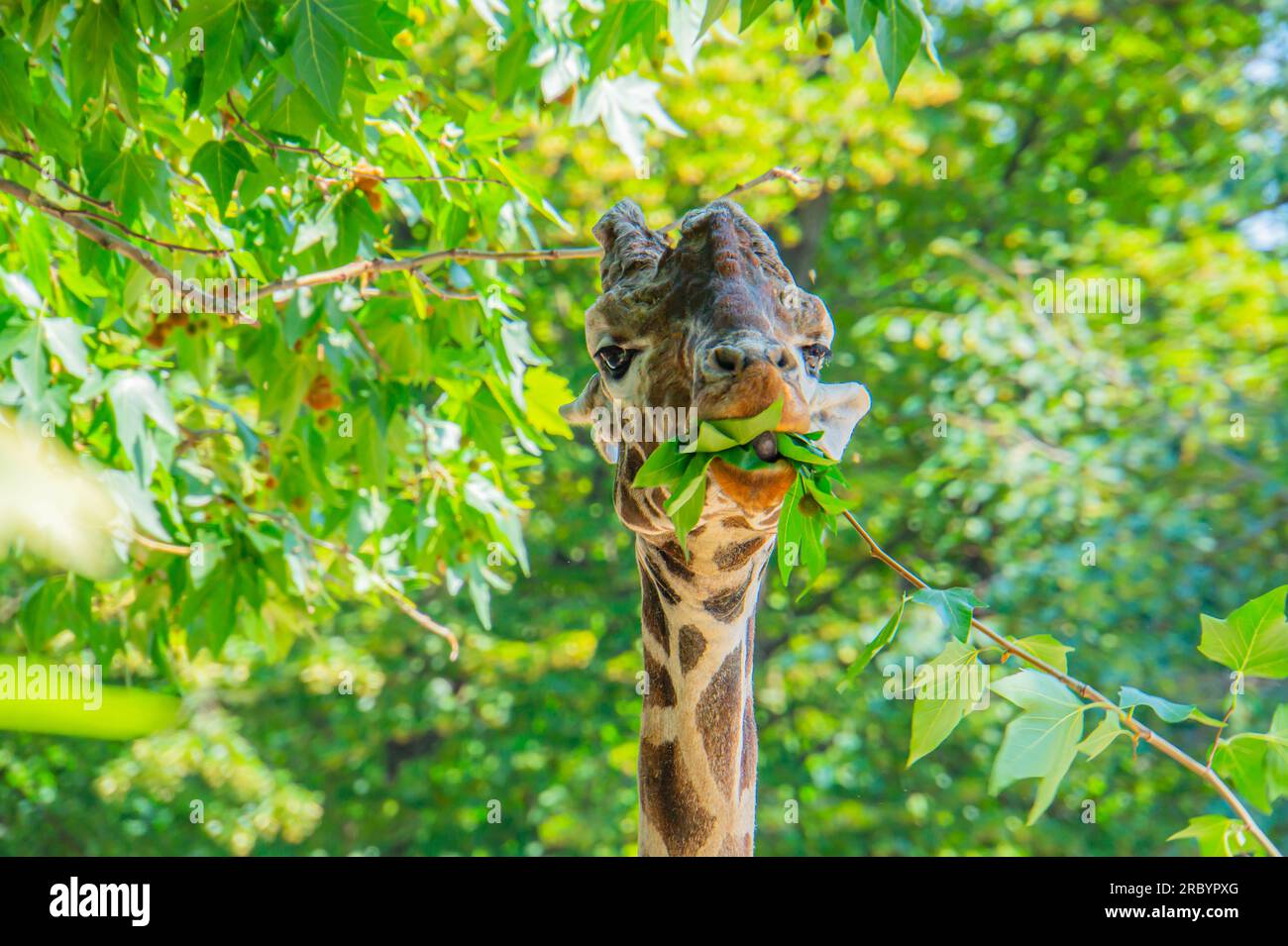 A giraffe profile portrait reaching for leaves with an outstretched ...