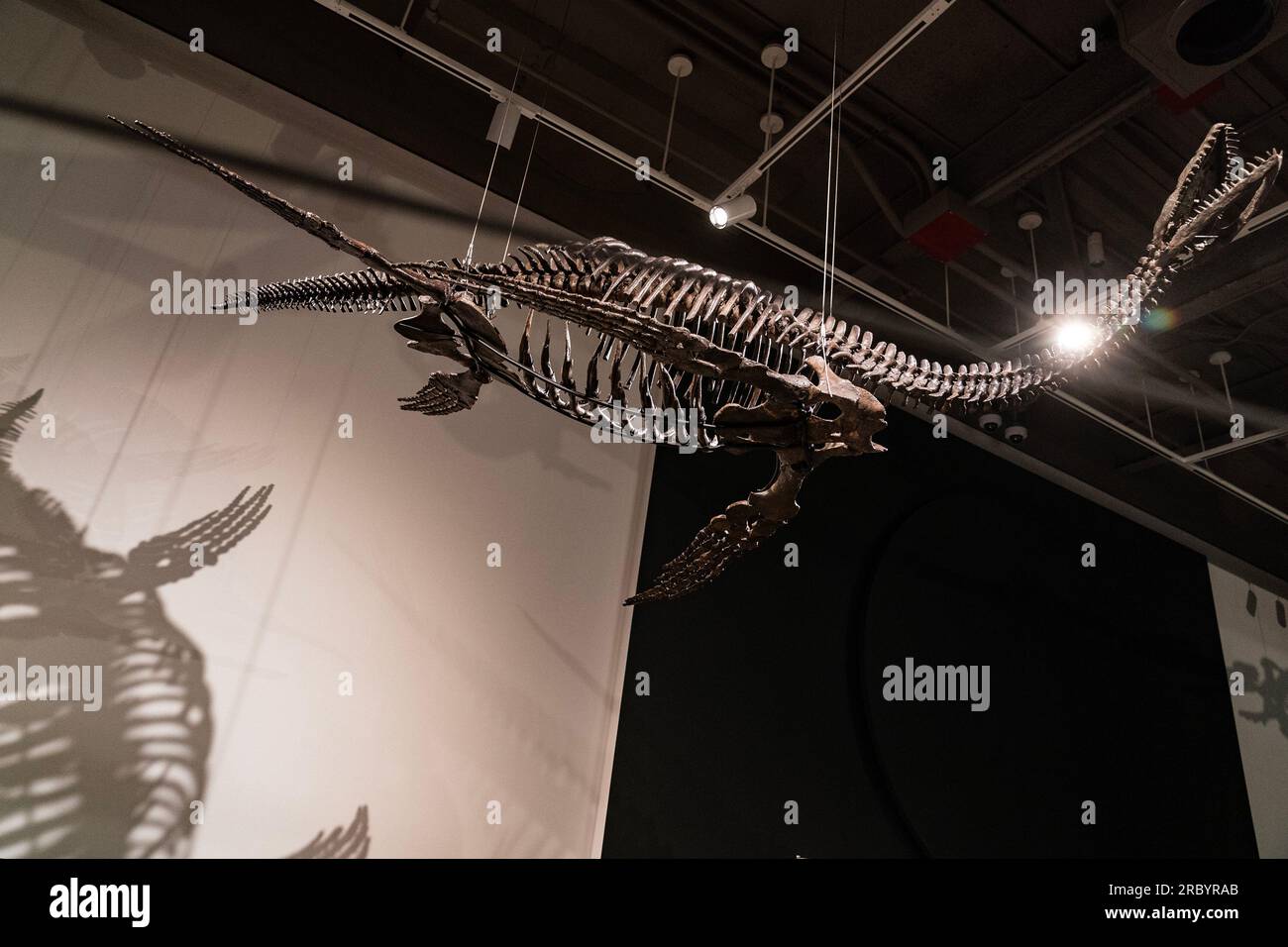 New York, USA. 10th July, 2023. Plesiosaur dinosaur fossil on display ...