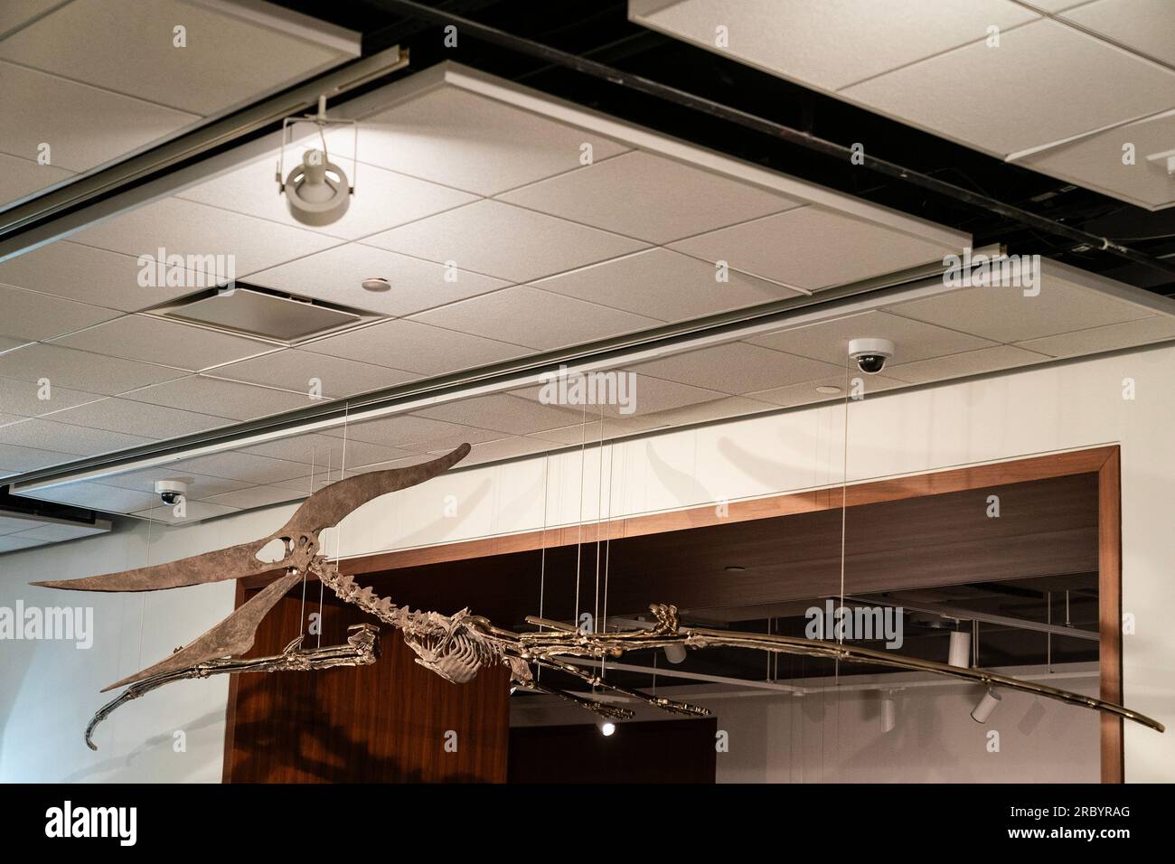 New York, USA. 10th July, 2023. Rare Flying Pteranodon dinosaur fossil ...
