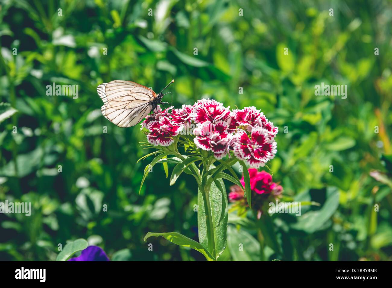 white cabbage butterfly sits on a flower of Turkish carnation ...