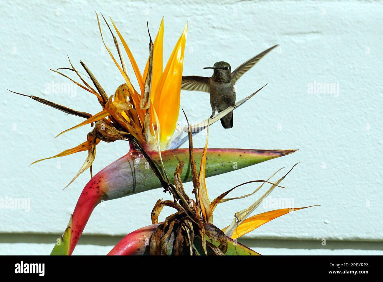 Anna's hummingbird, Annakolibri, Colibri d'Anna, Calypte anna, Anna ...