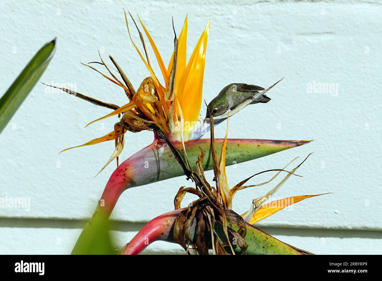 Anna's hummingbird, Annakolibri, Colibri d'Anna, Calypte anna, Anna ...