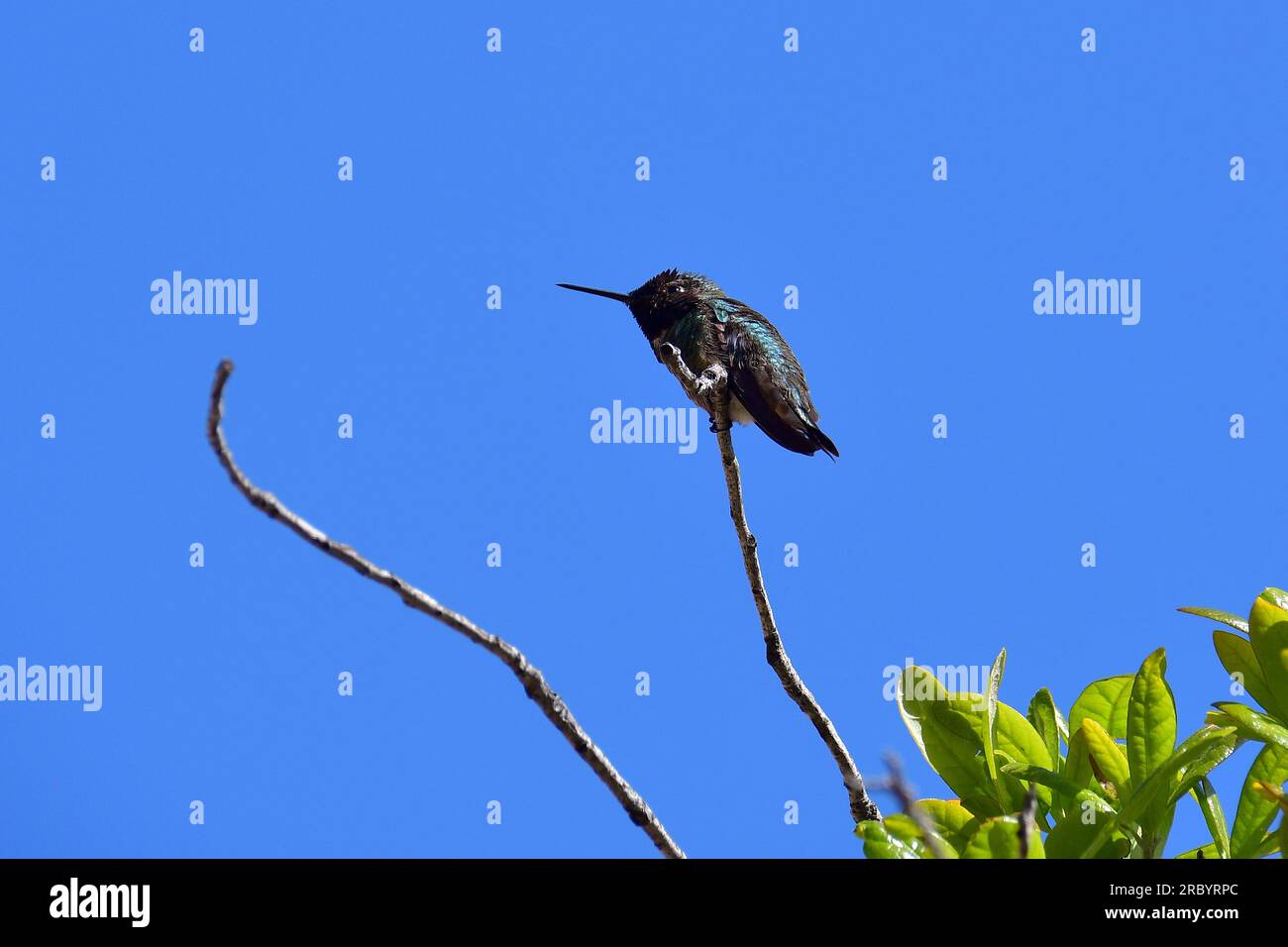 Anna's hummingbird, Annakolibri, Colibri d'Anna, Calypte anna, Anna ...