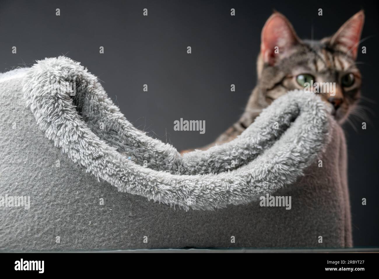 Tabby cat, tired of sleep, explores the surrounding world with ...